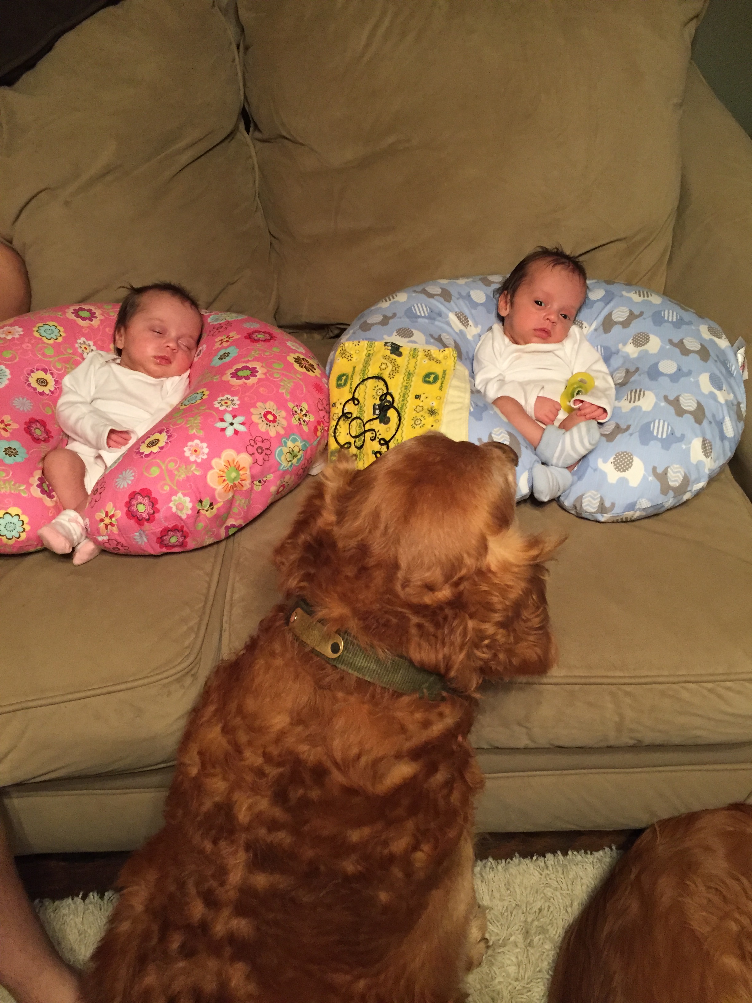 Baby’s 1st Year Survival Guide – Raising Rowletts